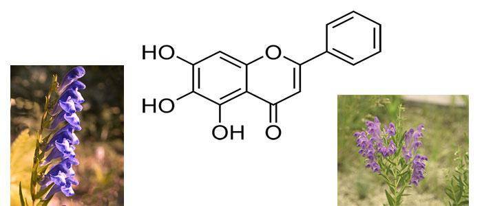 Acacetin, What it is and what it is used for. Its Properties and ...