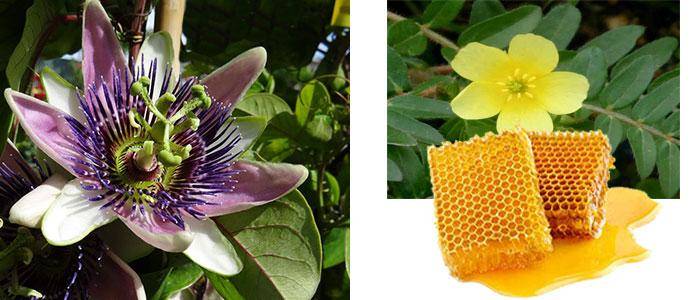 Chrysin, what is it for in 500 and 100 mg. Does it work with Tribulus ...